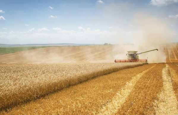 Grains Positive Amid Weak Crop Conditions